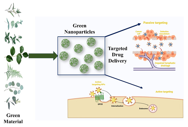 Biochemical Engineering of Green Nanomaterials for Targeted Drug ...